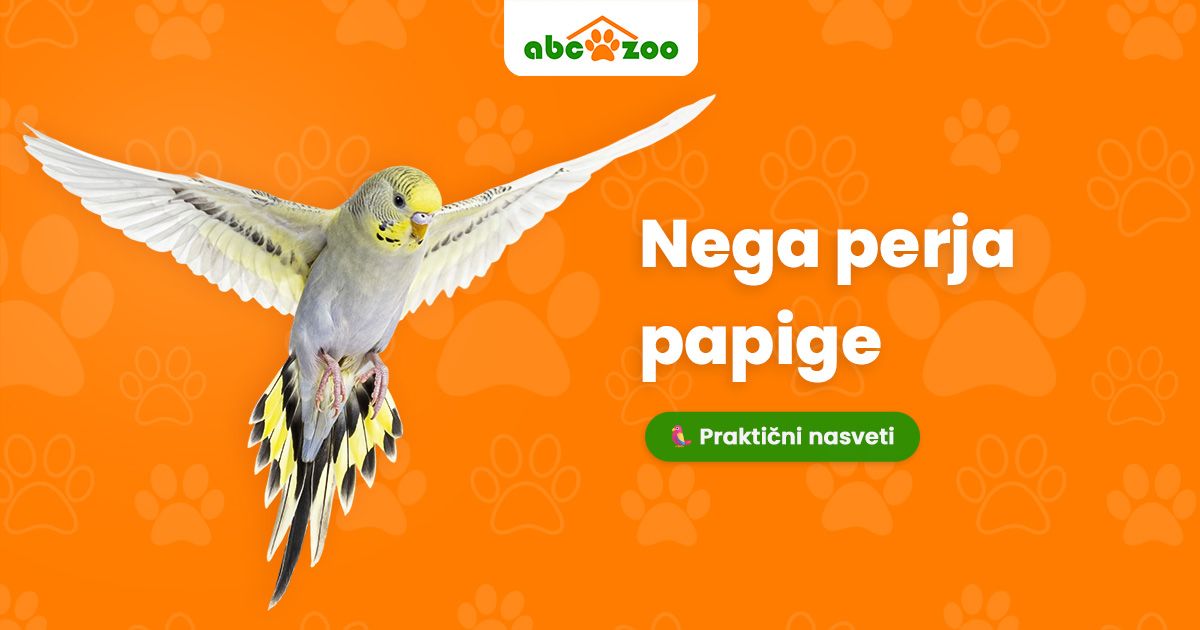 Perje pod drobnogledom: anatomija, vrste in pravilna nega papagajev